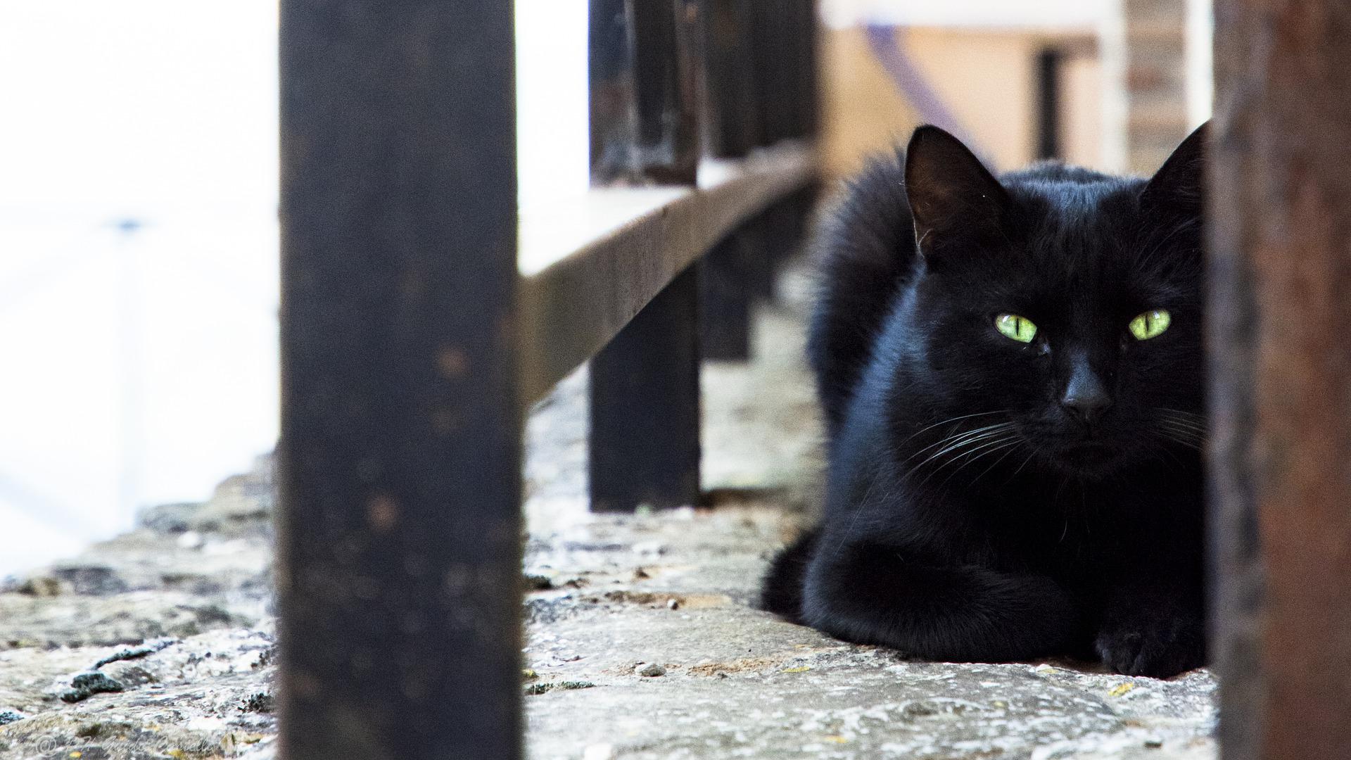 Come prevedere i geni e il sesso di un gatto dal colore del pelo ...