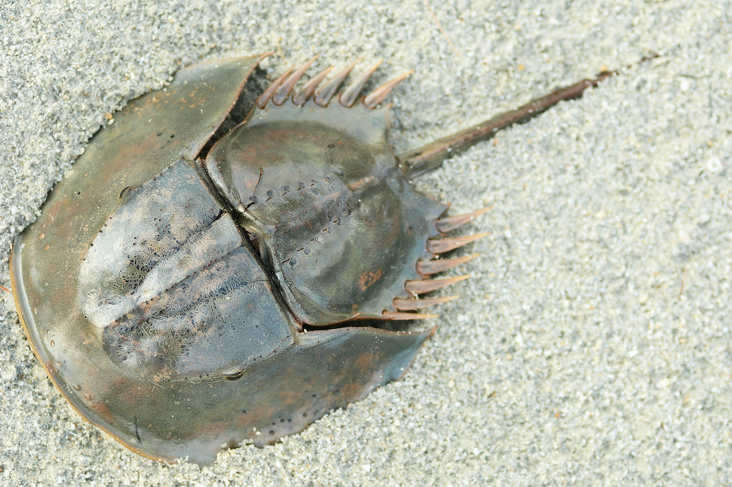 Biologia: didattica multi-task | Articoli | DLive