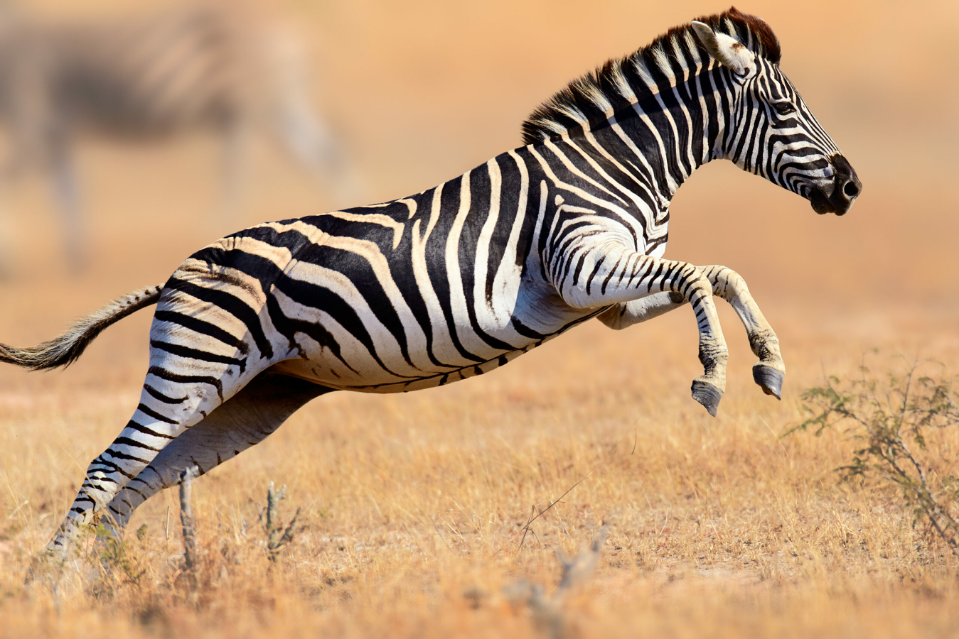 Una zebra a pois? Matematicamente sì! | Articoli | DLive