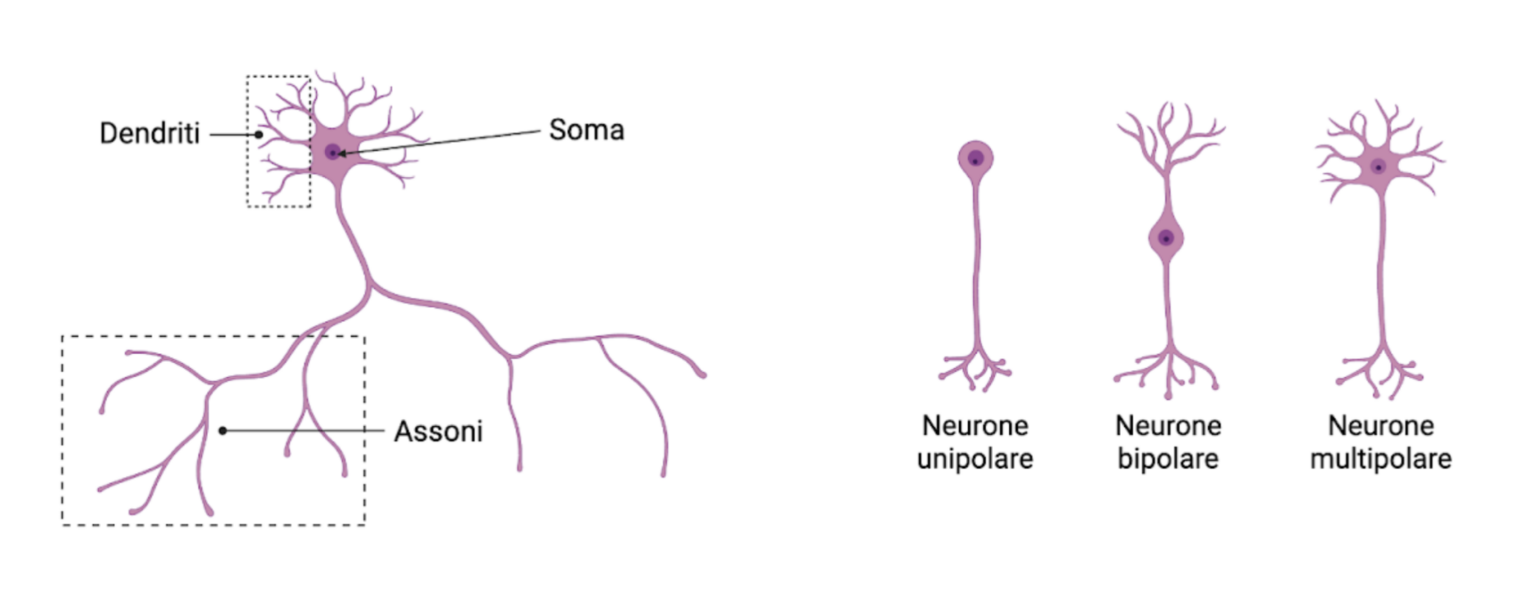 Guardando s’impara: come funzionano i neuroni specchio? | Articoli | DLive